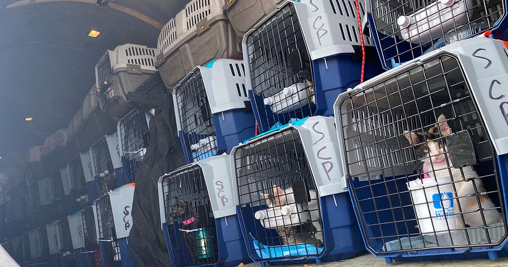 More Than 100 'Adorable' Kittens Arrive In Massachusetts By Plane For ...