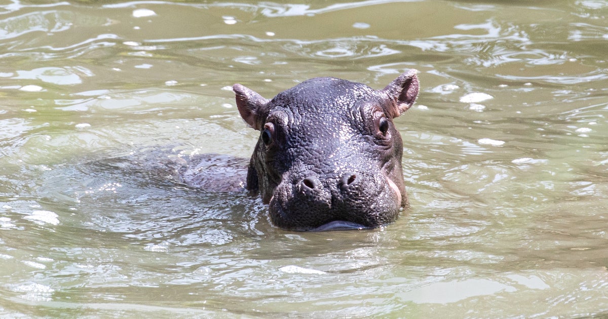 Baby Hippo Born At Cheyenne Mountain Zoo In Colorado Springs - CBS Texas