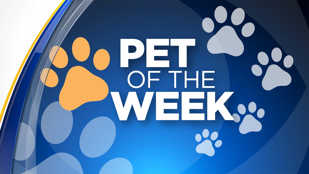 Pet Of The Week - CBS Colorado