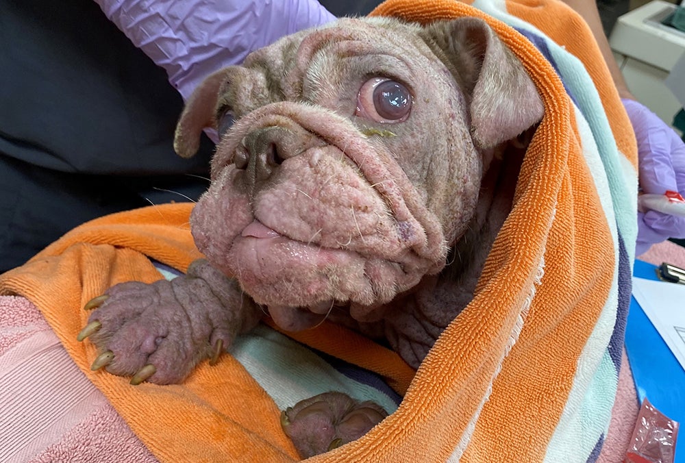 Animal Cruelty Charges May Be Sought After Severely Neglected English ...
