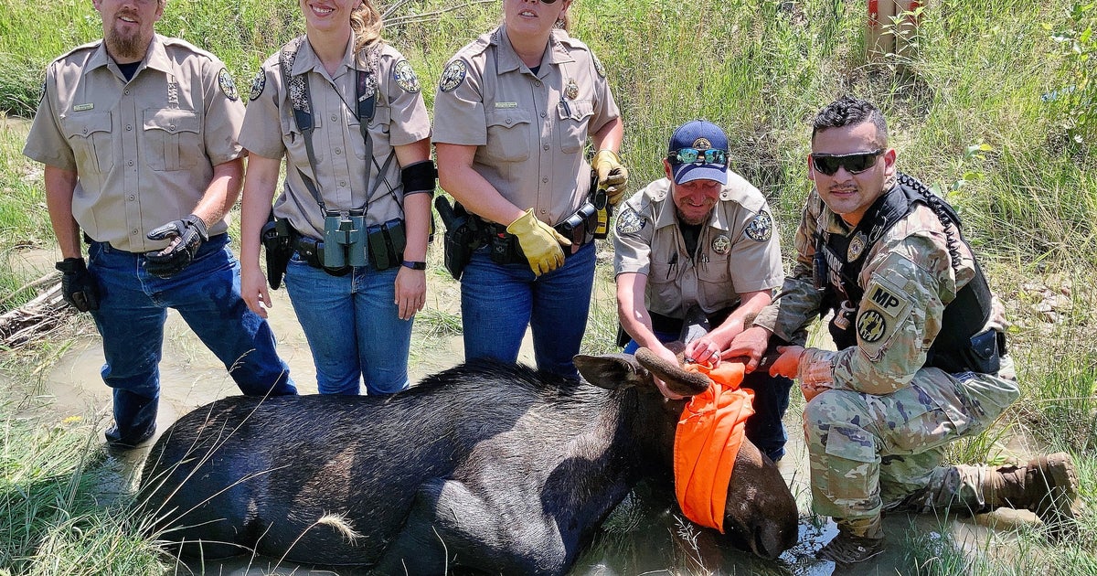 Wildlife Officers Rescue Moose At Fort Carson Army Base In Colorado ...