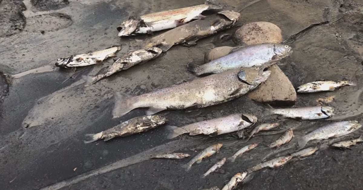 Fish Suffocating In Murky Water Of Poudre River After Flooding - CBS ...