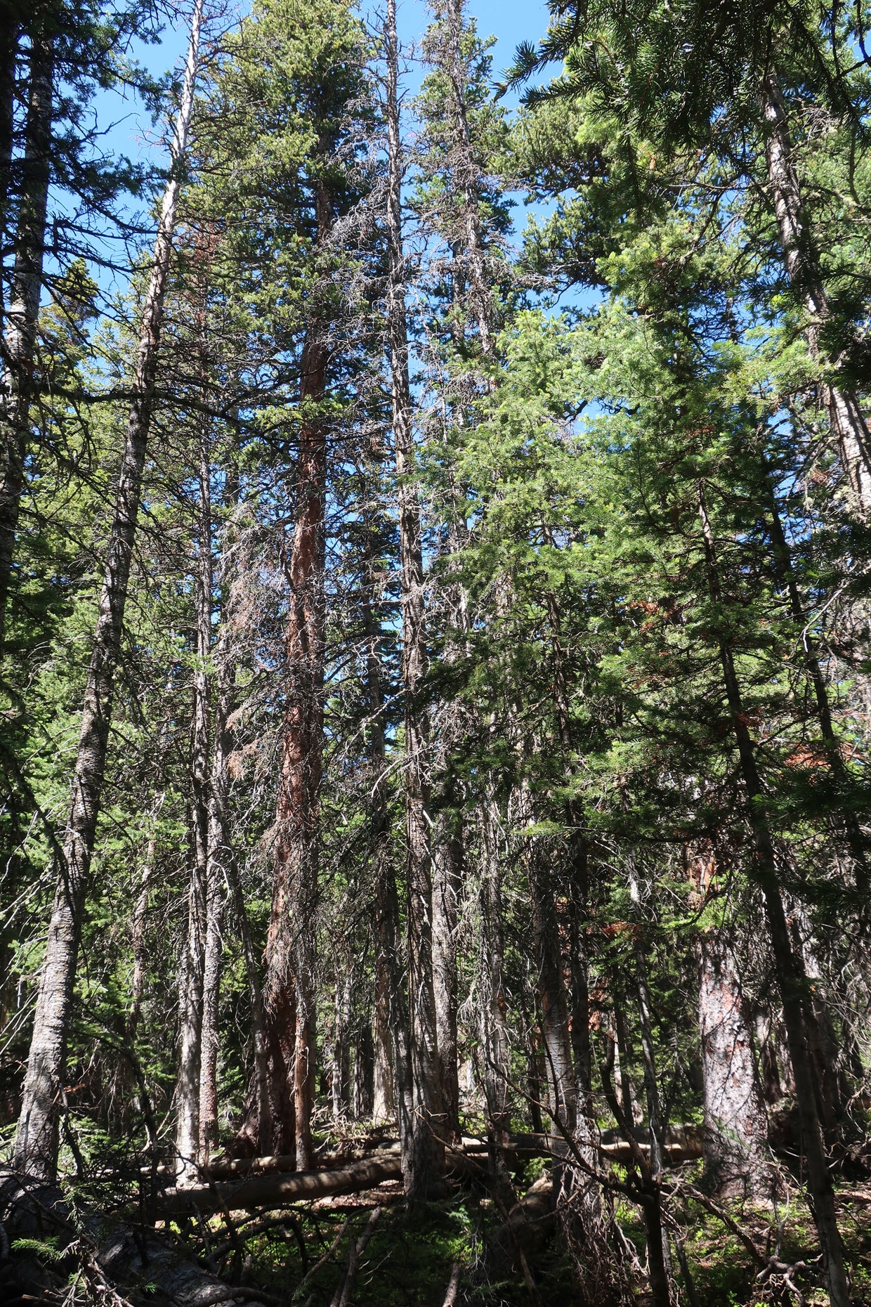 Extreme Heat, Dry Summers Main Cause Of Tree Deaths In Colorado's ...