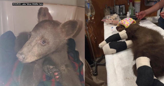 Injured bear cub rescued after being burned in California wildfire ...