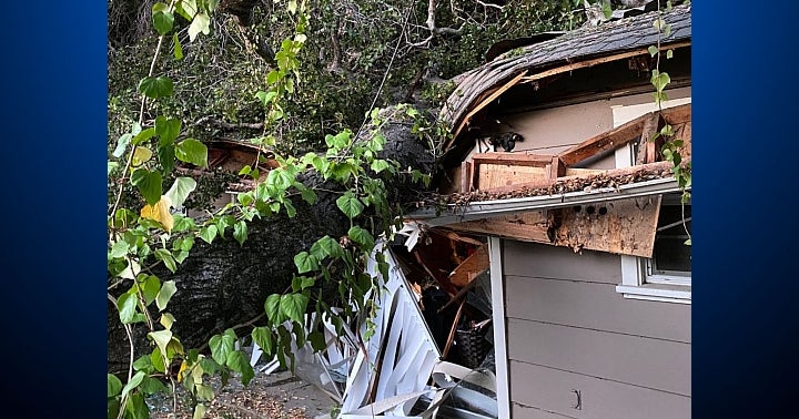 Photos: Massive Tree Tumbles Into Castro Valley Home - CBS San Francisco