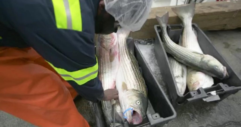 New England Living: The Freshest Fish - Connecting Consumers Directly ...