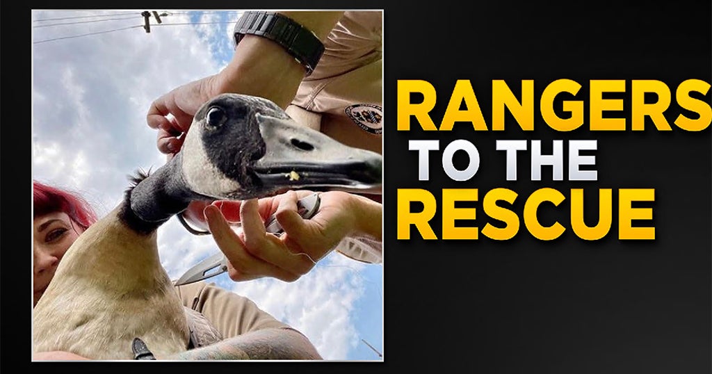 Pittsburgh Park Rangers Help Free Geese That Became Entangled In ...