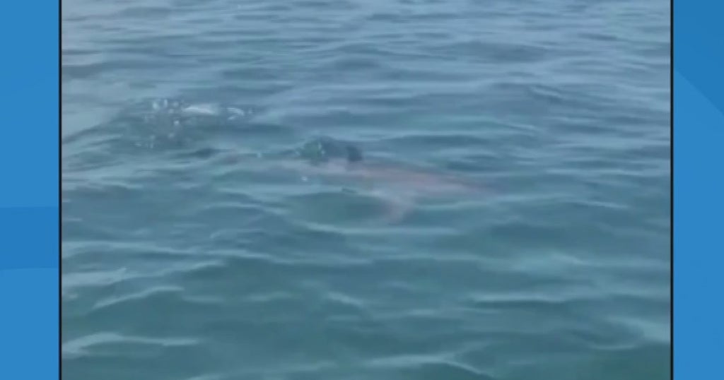 Watch: Video Shows Sharking Sighting Off Humarock Beach In Scituate ...
