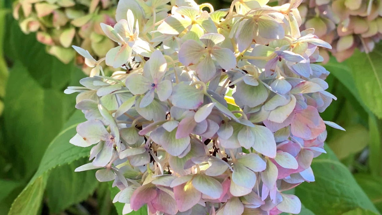 Nurturing the magic of hydrangeas - CBS News