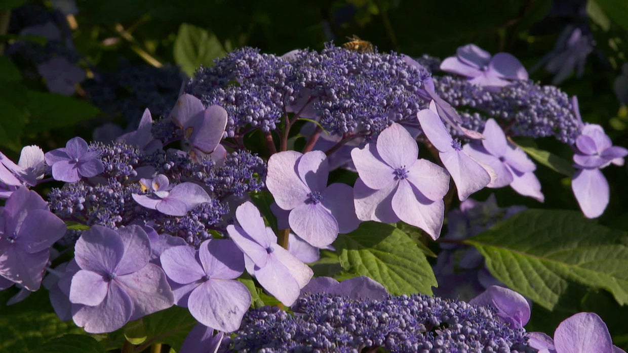 Nurturing the magic of hydrangeas - CBS News