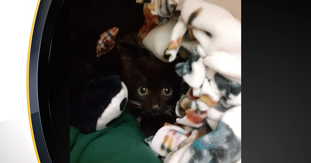 'Slow, Painful Death': Possible Poisoning Of 5 Cats Under Investigation ...