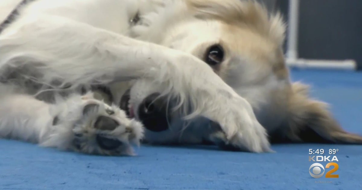 Pa. Supreme Court Rules 'Comfort Dogs' May Be Allowed To Help Witnesses ...