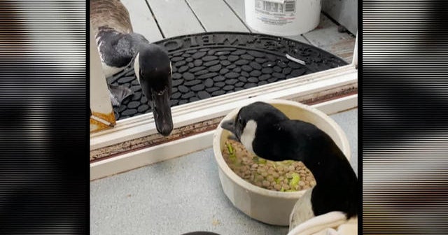 Goose love, in sickness and in health - CBS News