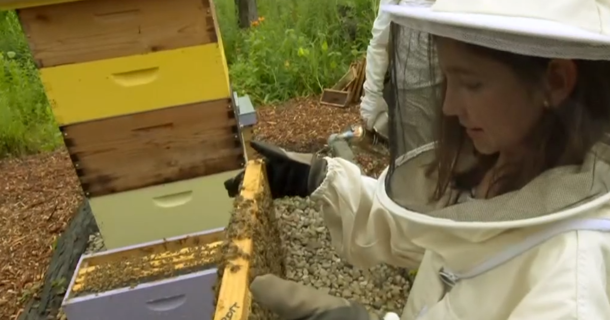 11-year-old launches campaign to save the bees: "We're going to win ...