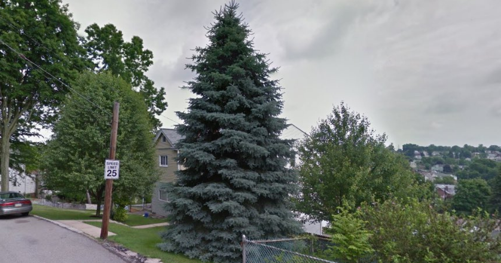 City of Pittsburgh searching for this year's holiday tree - CBS Pittsburgh