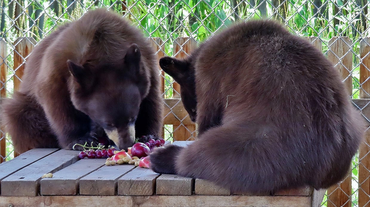 How Much Do You Think Bears Need To Eat To Bulk Up Before Hibernation ...