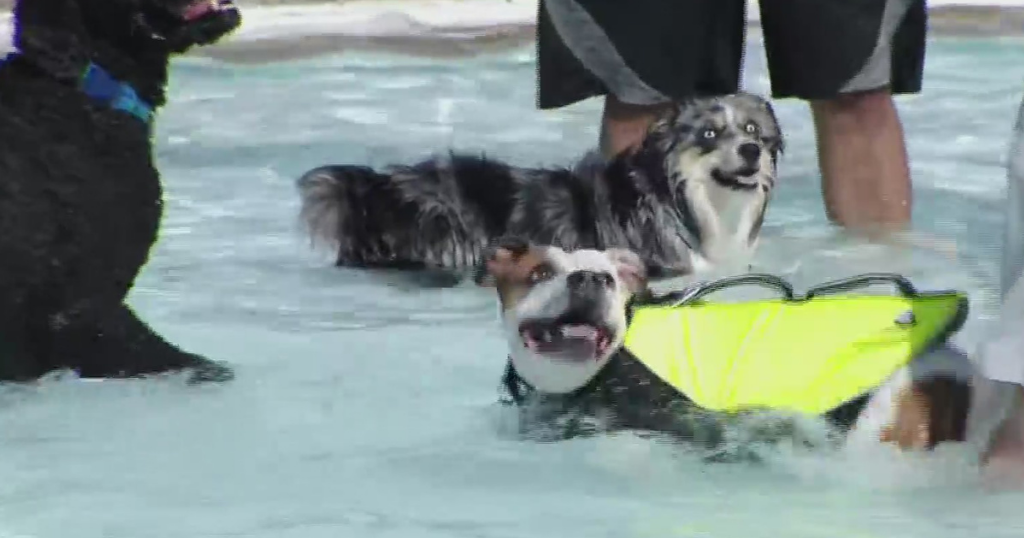'Pooches in the Pool' returns for Labor Day - CBS Pittsburgh