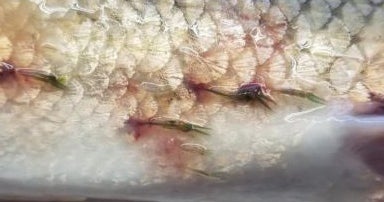 Colorado Anglers Warned Of Spreading Parasites In Lakes - CBS Colorado
