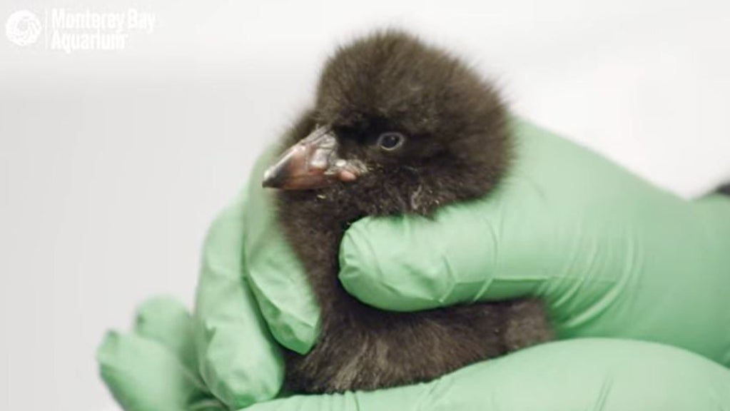 1st Tufted Puffin Bred At Monterey Bay Aquarium Hatches - CBS San Francisco