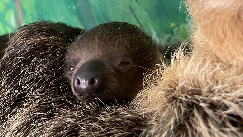 Stone Zoo Auctioning Off Chance To Name Baby Sloth - CBS Boston