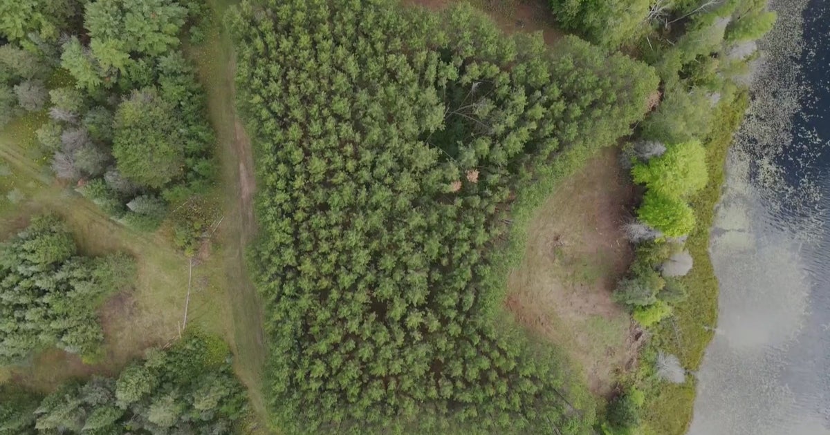 In Kanabec County, A Family Takes Care Of A Minnesota-Shaped Pine ...