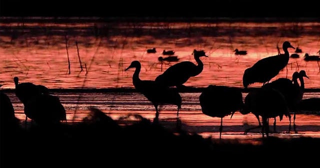 CBS Sunday Morning - Moment in Nature - Latest Videos - CBS News - CBS News