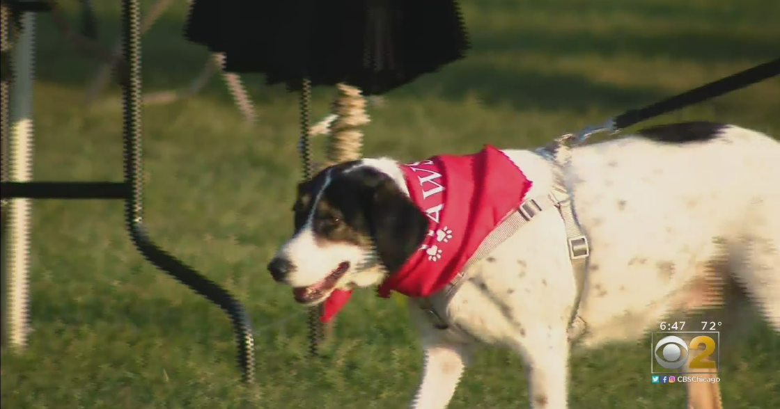Dogs, Humans Turn Out At Montrose Harbor For PAWS Chicago 5K - CBS Chicago