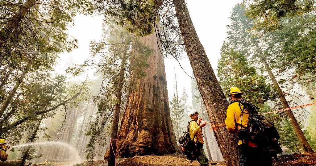 KNP Complex Fire: Sequoia National Park's Giant Forest Unscathed - CBS ...