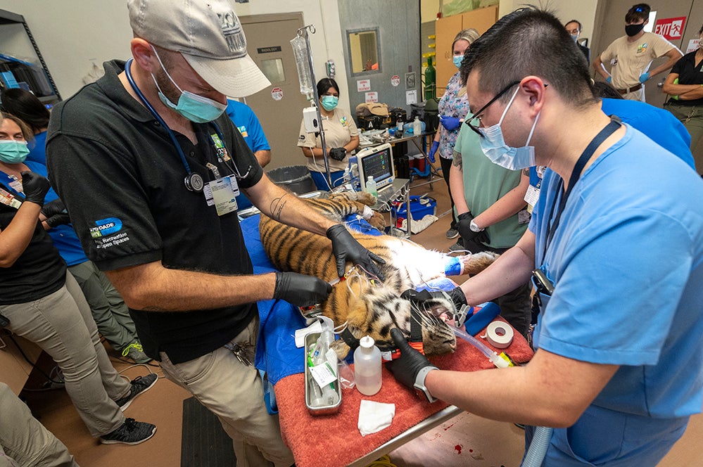 PIX: Sumatran Tiger Cub Undergoes Medical Exam At Zoo Miami