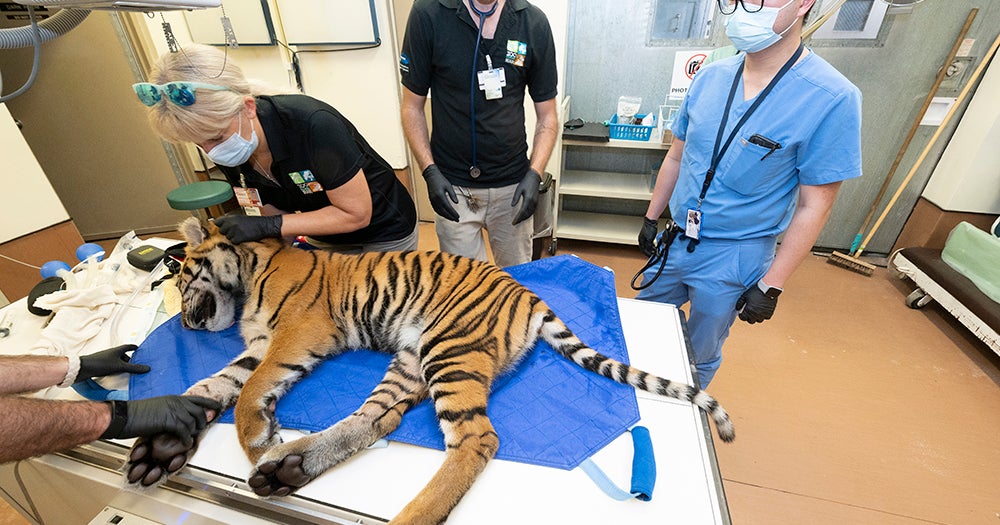 PIX: Sumatran Tiger Cub Undergoes Medical Exam At Zoo Miami
