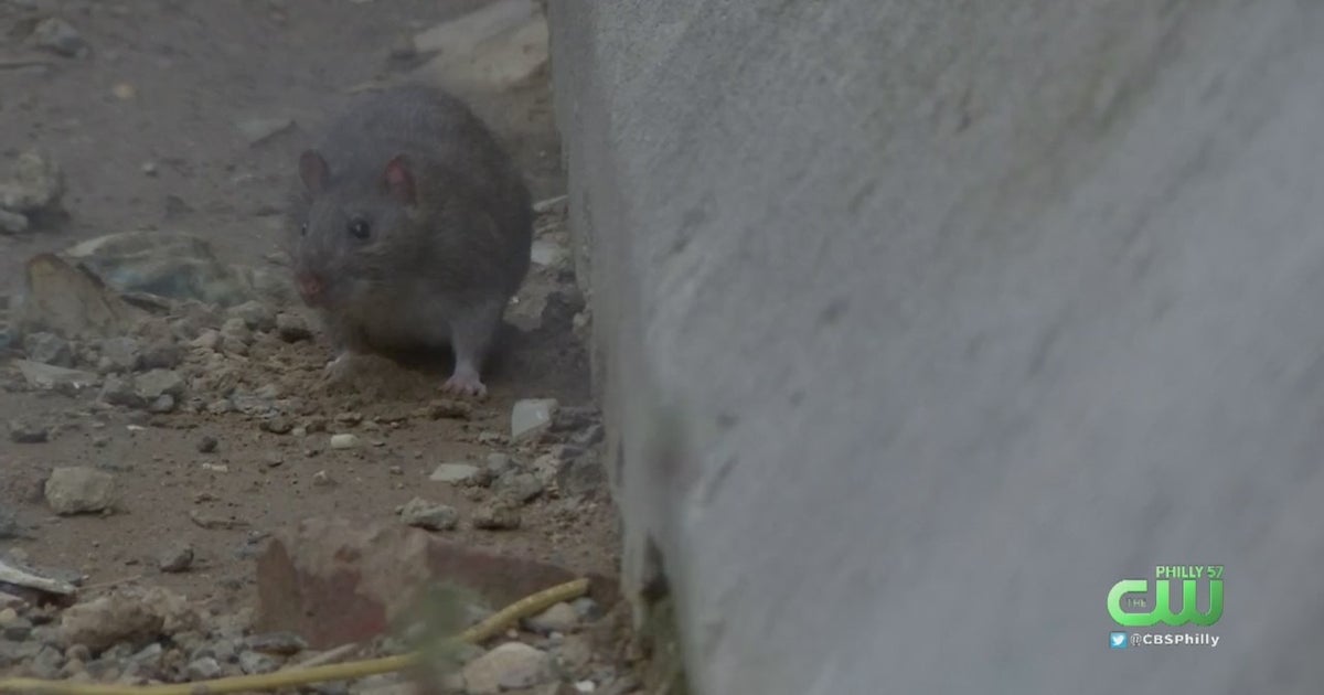 Rat Infestation Has North Philadelphia Residents Begging City For Help ...