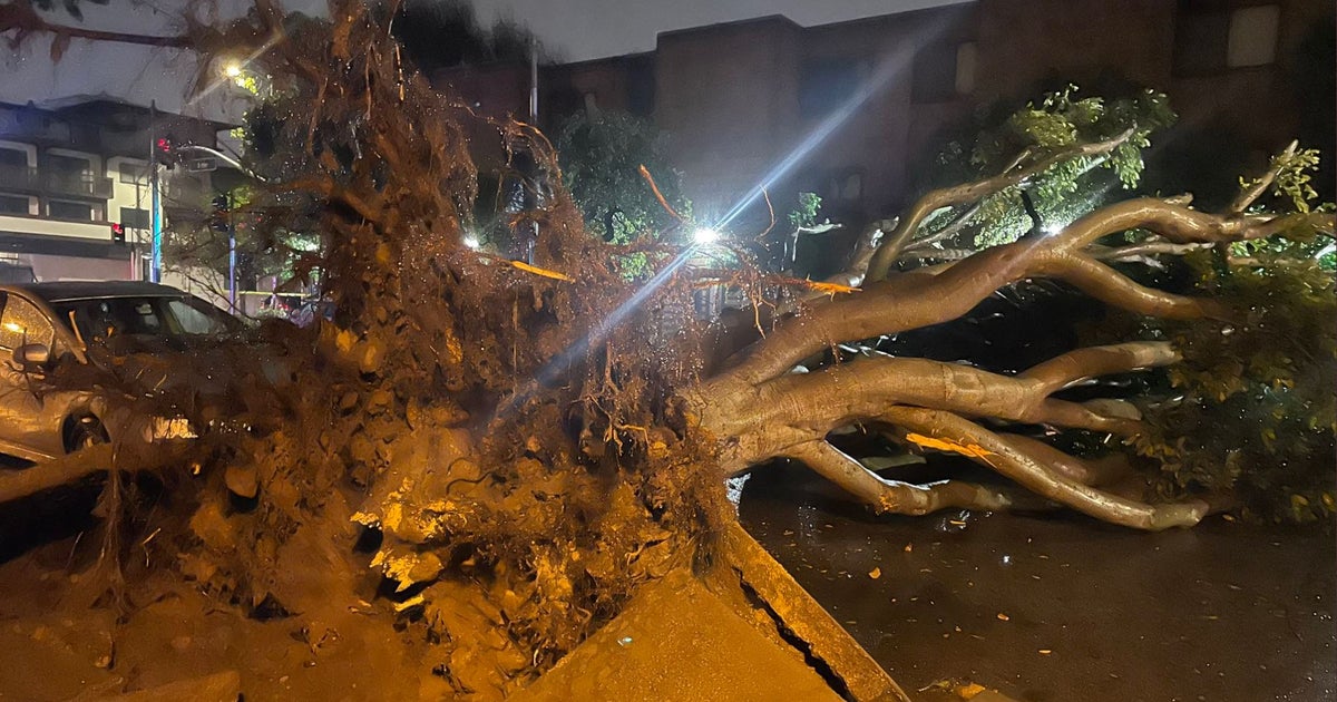 Storm Fronts March Through Bay Area; Massive Tree Topples In San ...