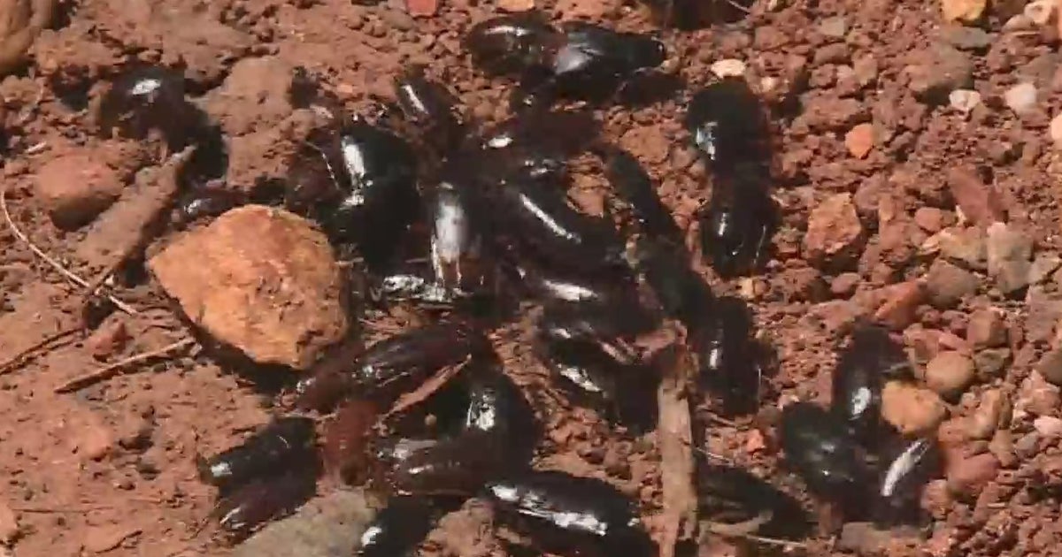 Record Rain Brings Insect Infestation To Surface - CBS Sacramento