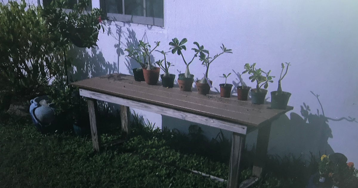 Caught On Camera: Man Stealing Plants From East Hollywood Home Implies ...