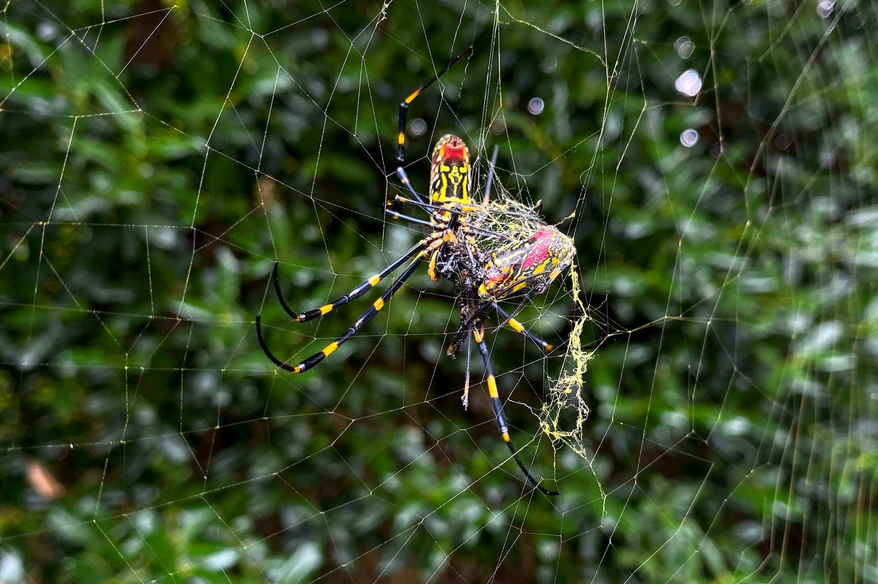 Joro spiders from Asia could spread to much of U.S. East Coast ...