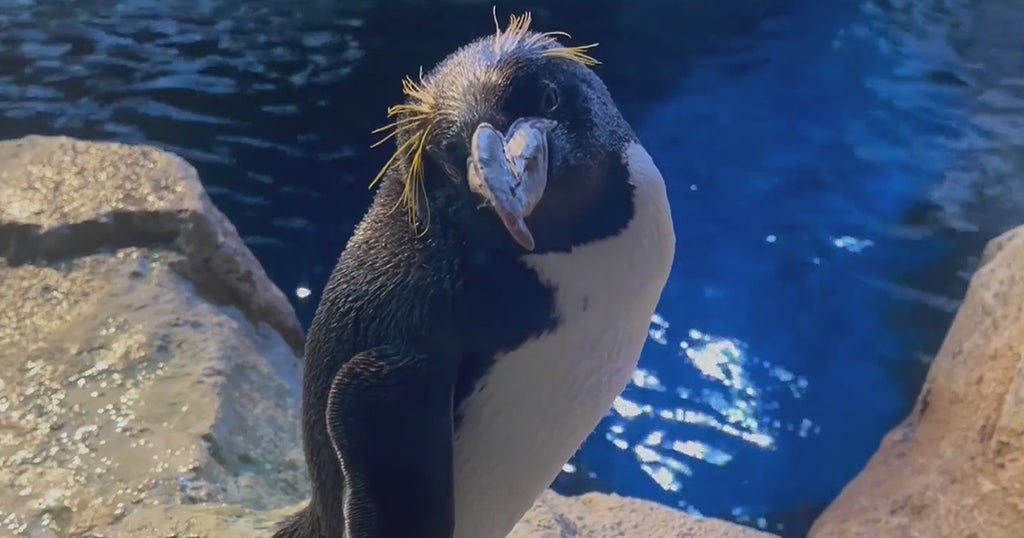 Casper, The Macaroni Penguin At The Pittsburgh Zoo, Celebrates 31st ...