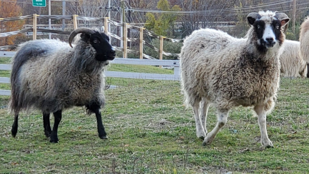 Flock Of 'Viking' Sheep Known For Their Soft Wool Up For Adoption ...
