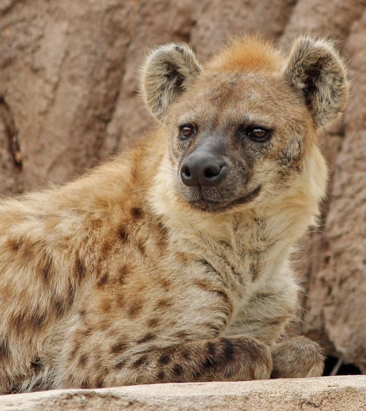 2 Hyenas At Denver Zoo Test Positive For COVID - CBS Colorado