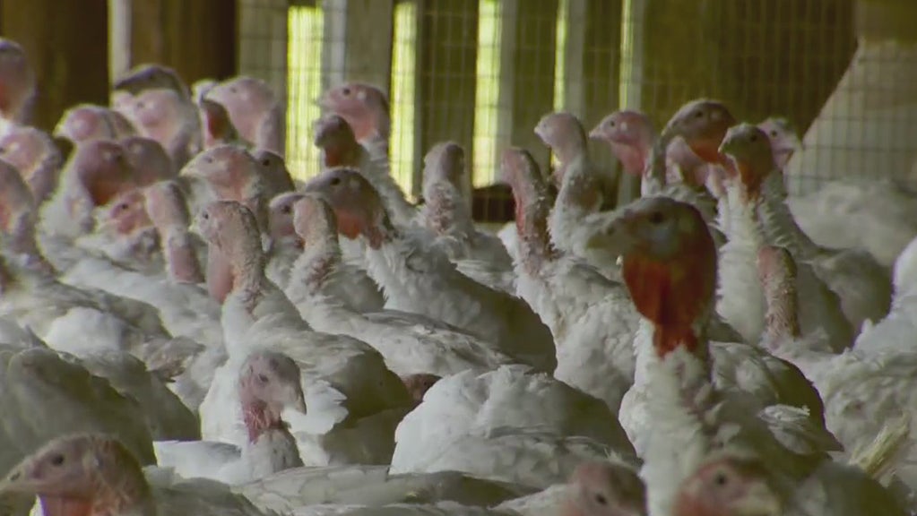 Local Farm Optimistic About Smaller Turkey Availability For ...