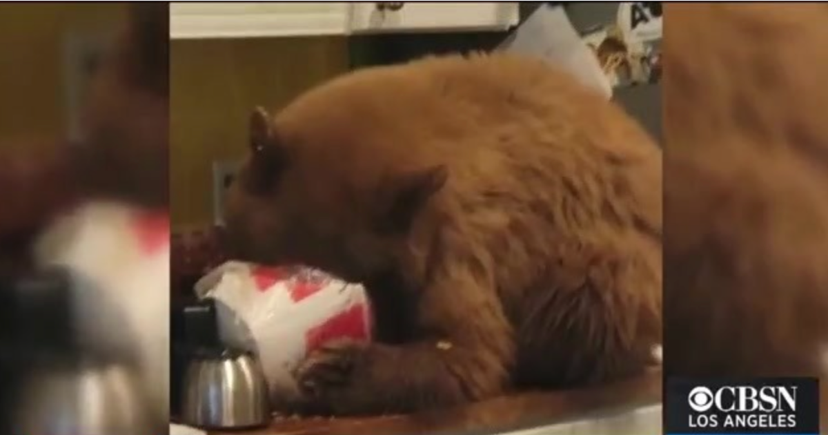 Sierra Madre Homeowner Finds Bear Inside House, Eating Box Of Kentucky ...