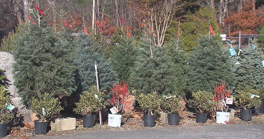 Christmas Trees May Cost More This Year Due To Shortage - CBS Boston