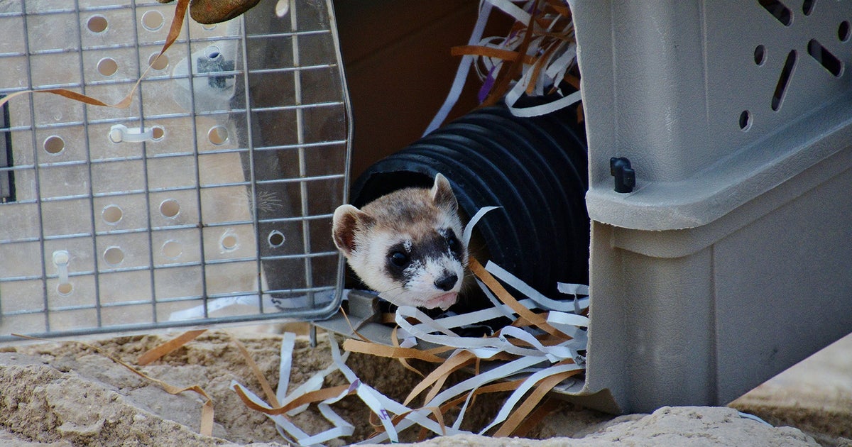 New Colony Of Black-Footed Ferrets Released On Colorado's Eastern ...