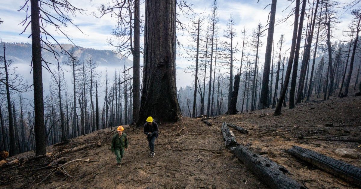 3-5% Of The World's Giant Sequoias Burned In 2021 - CBS Sacramento