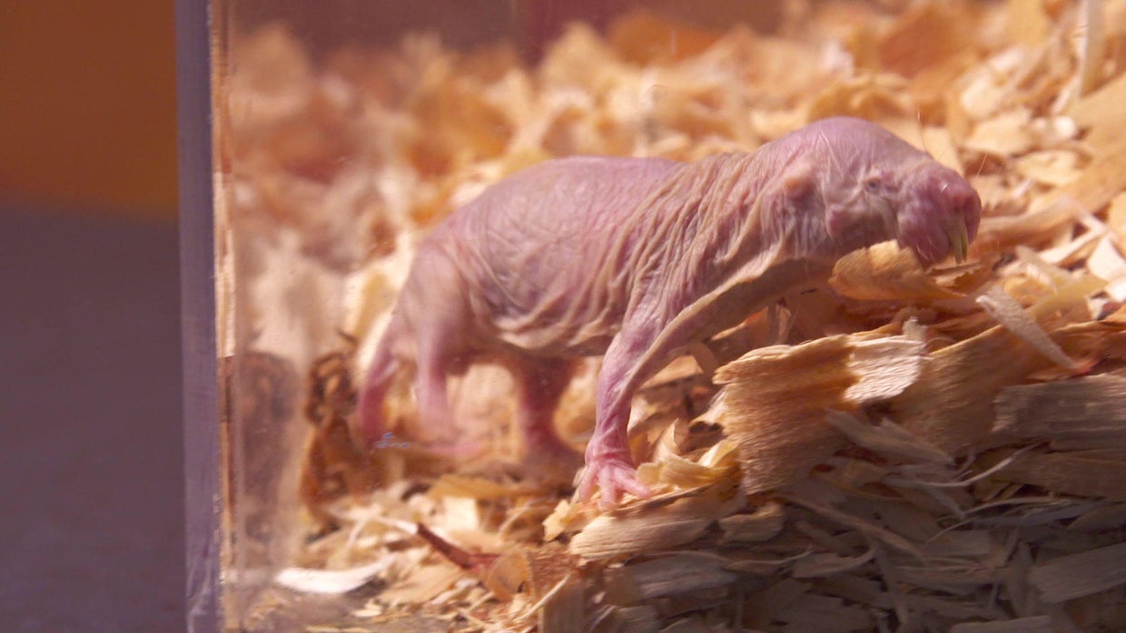 "Sunday Morning" primetime special: "Forever Young: Searching for the ...