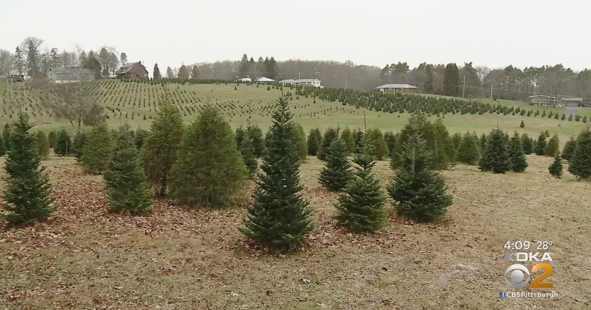 AAA Reminding Drivers To Safely Secure Holiday Trees This Season - CBS ...