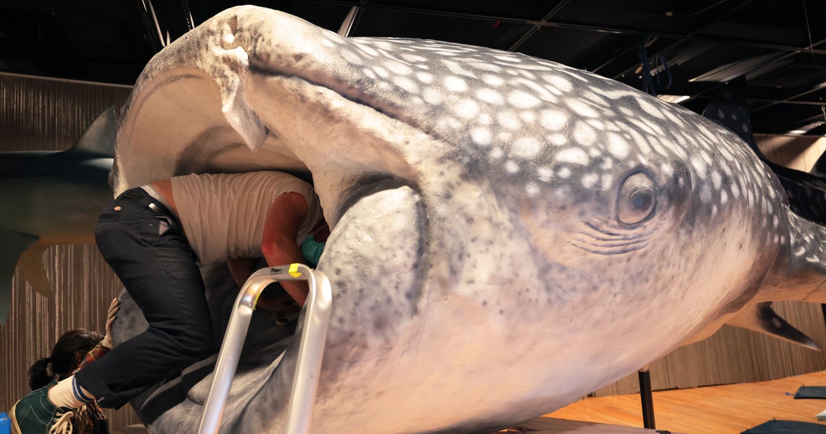 New Sharks Exhibit Coming To American Museum Of Natural History - CBS ...