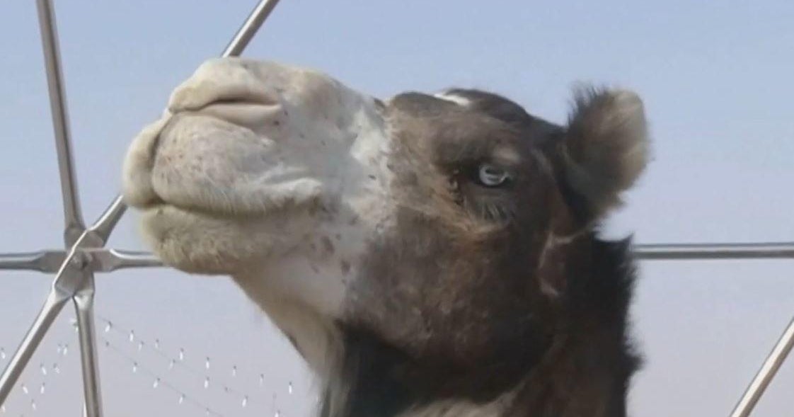 Over 40 camels disqualified from Saudi beauty contest over Botox, other ...