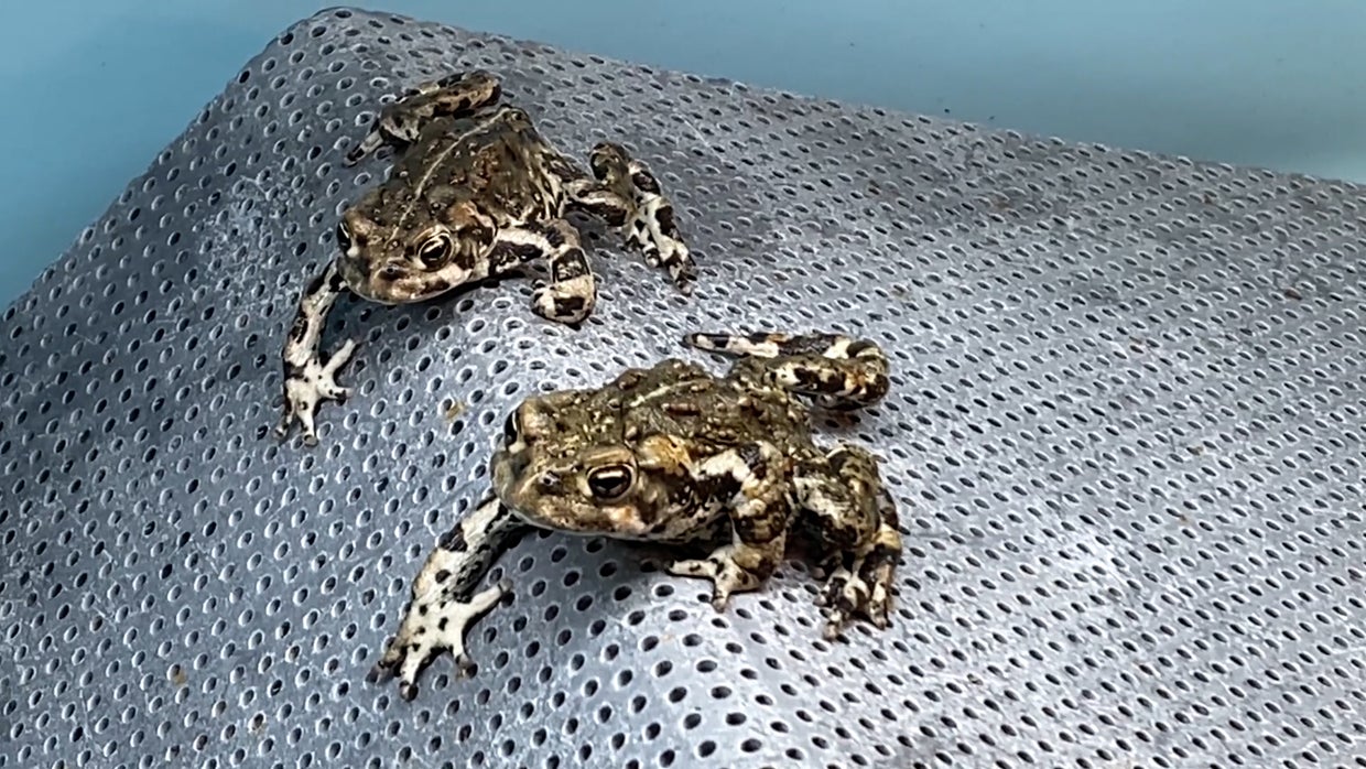 Denver Zoo And Colorado Parks And Wildlife Team Up To Save Endangered Boreal Toads - CBS Colorado