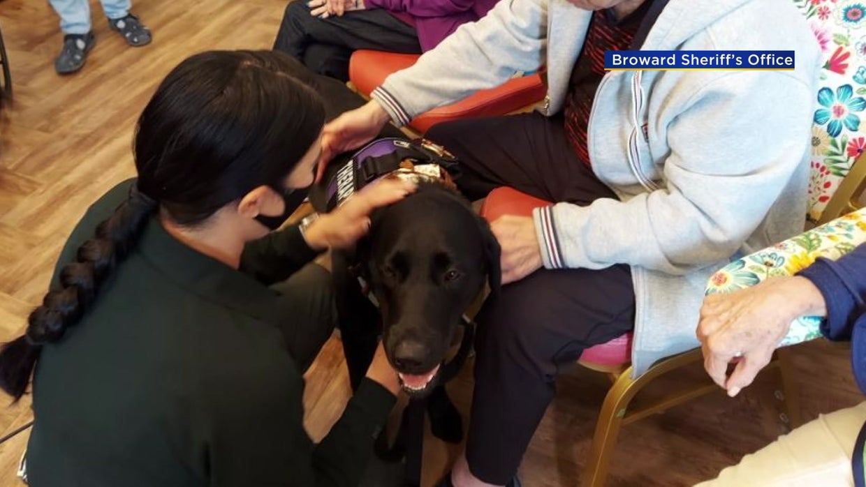 BSO To Welcome New Top Dog: Olivia Is New K-9 Therapy Dog Making ...
