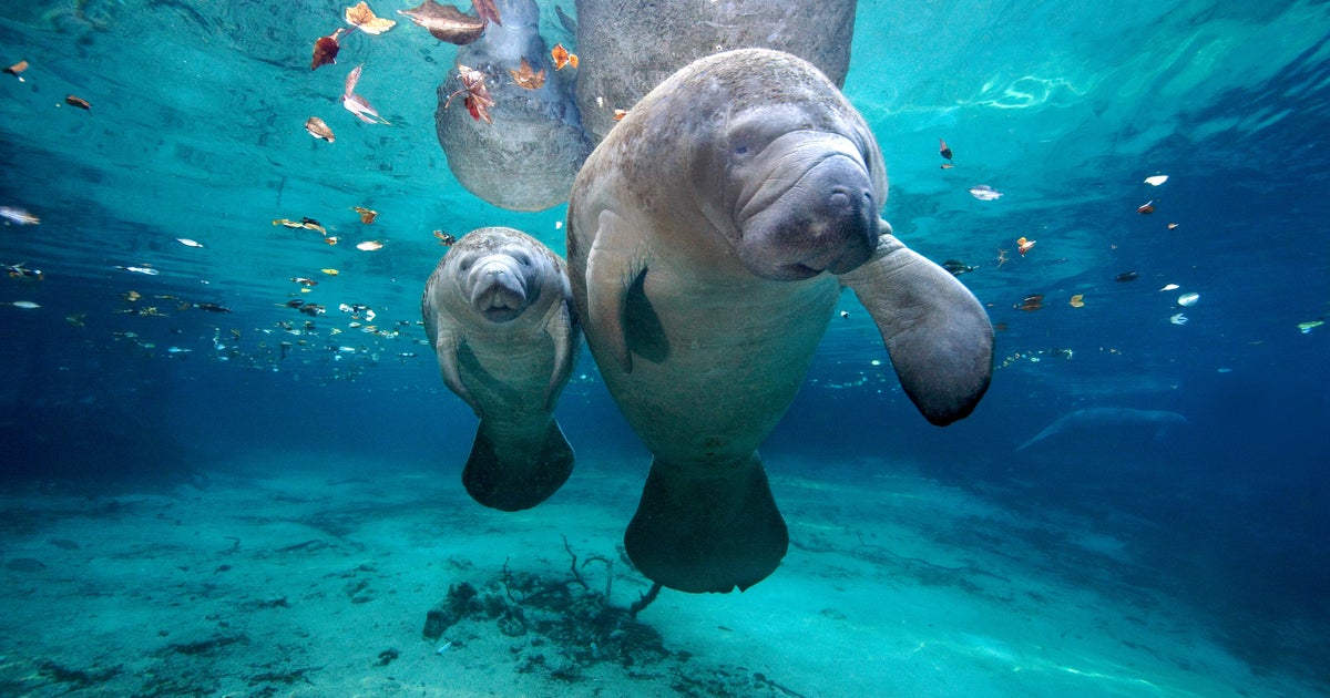 Going Boating This Weekend? Don't Forget To Watch Out For Manatees ...